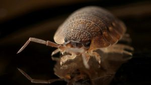 Boererate Vir Weeluise: Raak Ontslae Van Hierdie Pesky Plae!