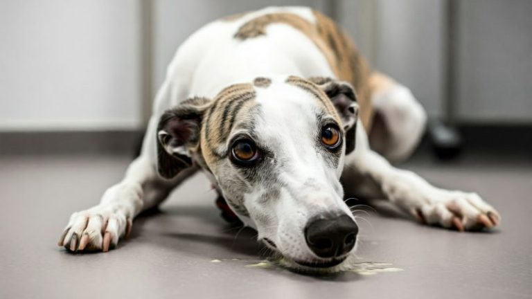 Boererate Vir Siek Hond: Natuurlike Genesing Vir Jou Vierpotige Vriend