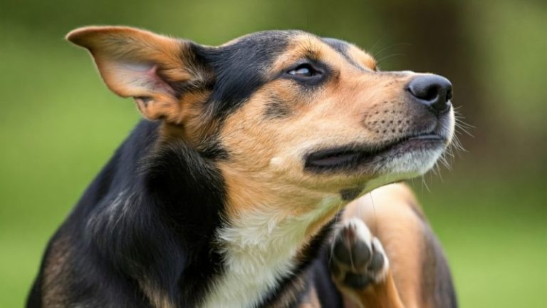 Boererate Vir Honde Wat Jeuk